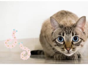 Wurmbefall bei Katzen - was kann ich tun? - vet-doktor.de
