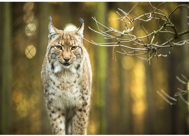 Der Luchs (Lynx) - Tier des Jahres 2011